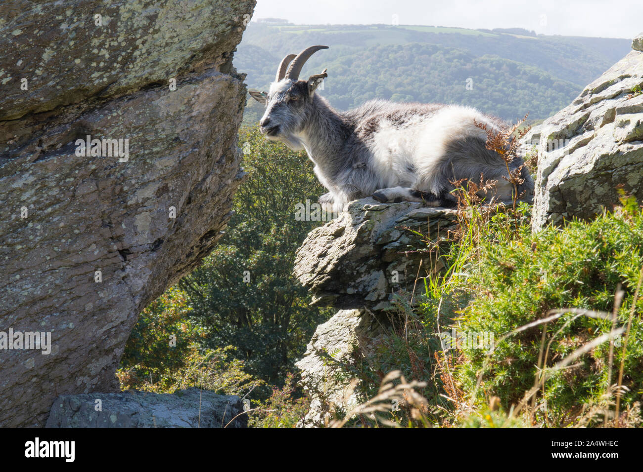 Goat ledge uk hi-res stock photography and images - Alamy