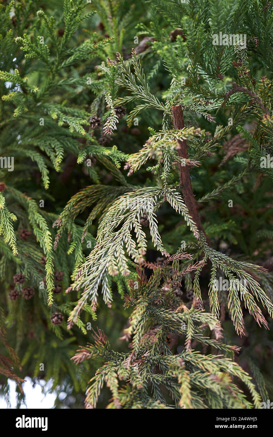 Sugi Tree High Resolution Stock Photography and Images - Alamy