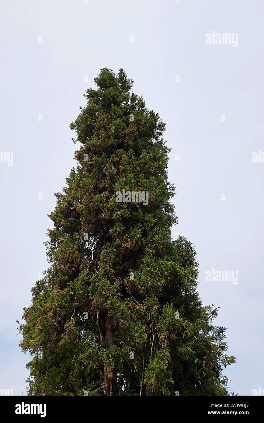 Sugi Tree High Resolution Stock Photography and Images - Alamy