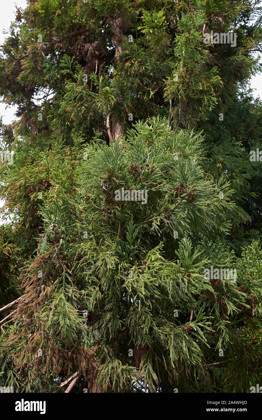 Sugi Tree High Resolution Stock Photography and Images - Alamy