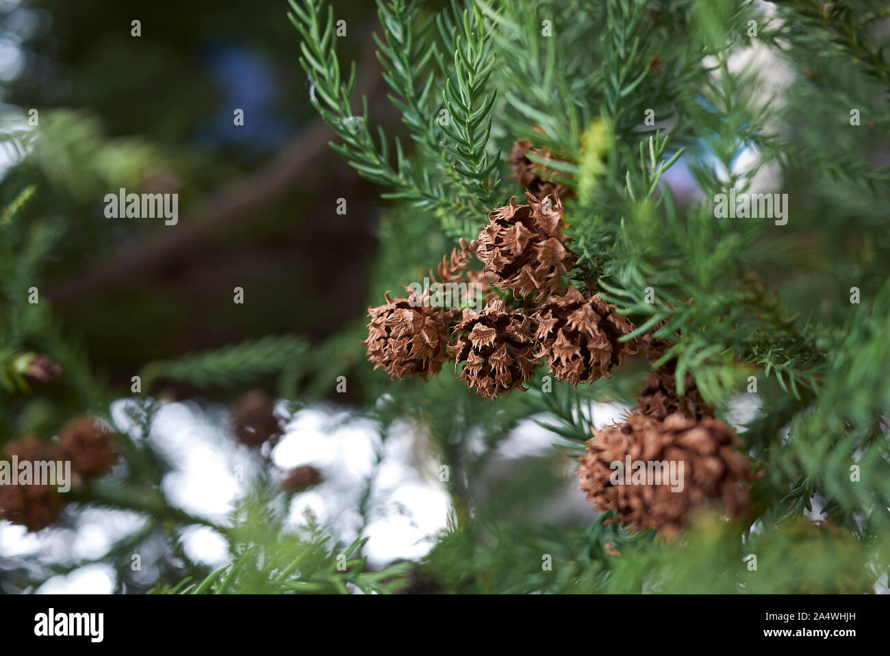 Cryptomeria japonica evergreen tree Stock Photo - Alamy
