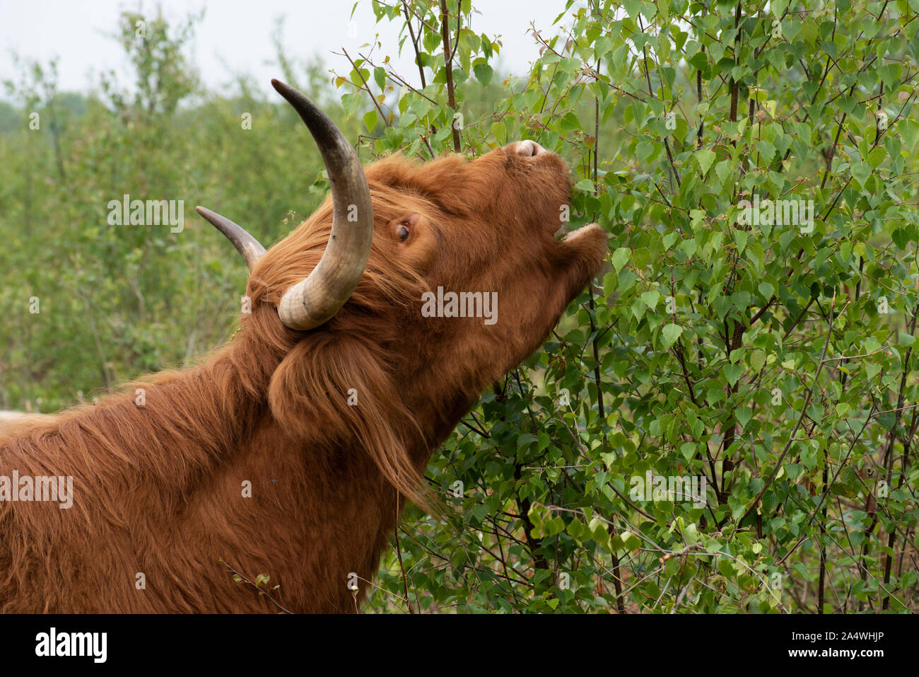 Highland Cattle, Hothfield Heathlands, Kent UK, used for conservation ...