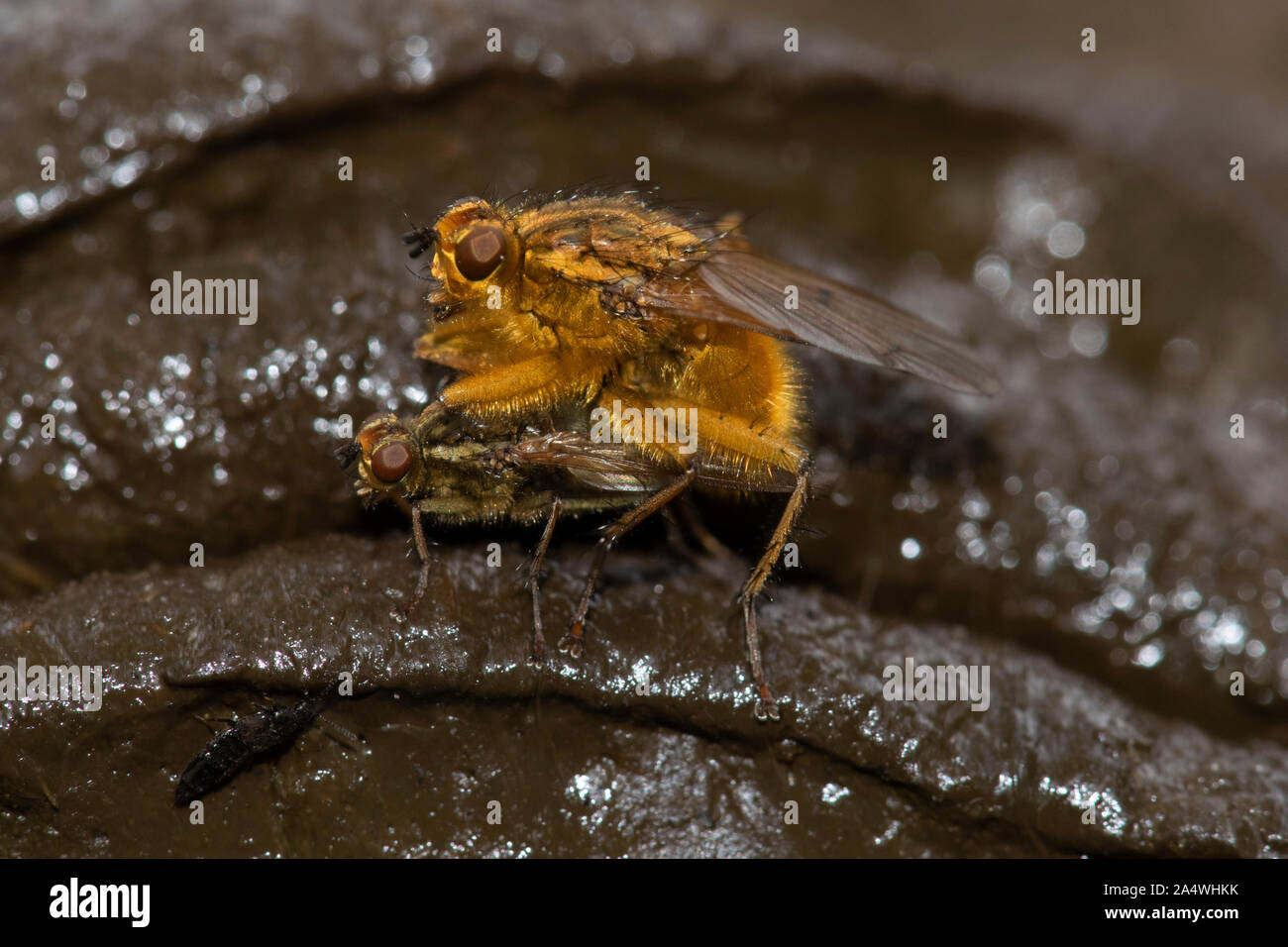 Yellow Dung Fly, Scathophaga stercoraria, Hothfield Heathlands, Kent UK ...