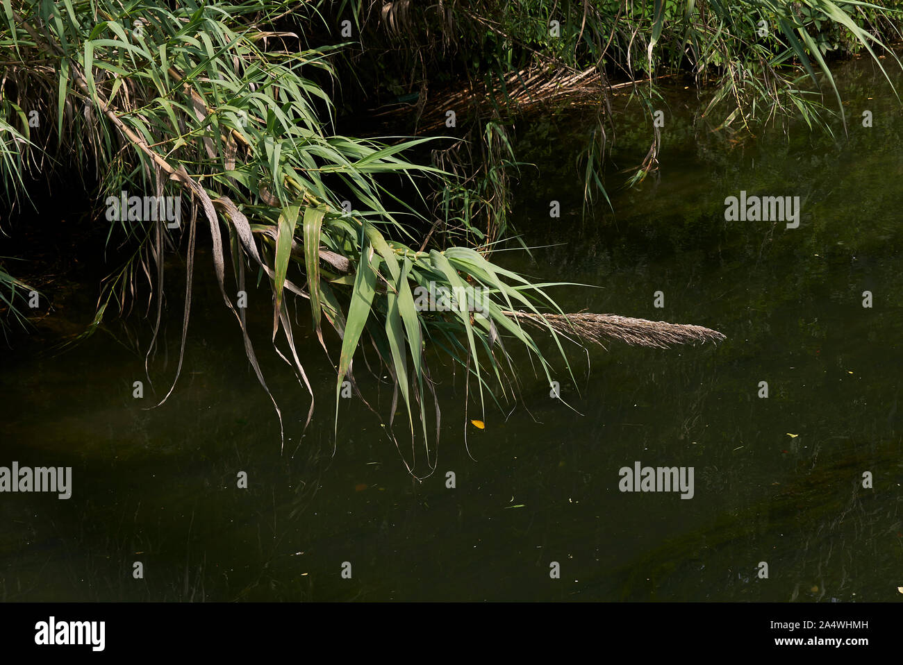 Common canal plants hi-res stock photography and images - Alamy