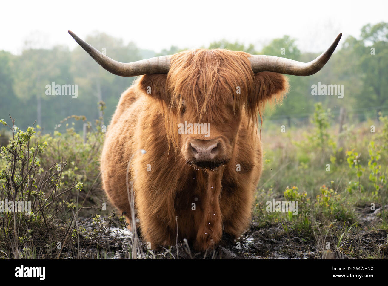 Animals in conservation uk hi-res stock photography and images - Alamy