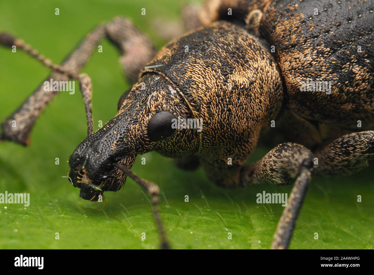 Close up of Liophloeus tessulatus Weevil with partly worn scales ...
