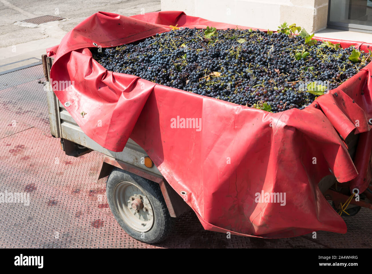 freshly picked primitivo grape, transported by truck to a cellar to ...