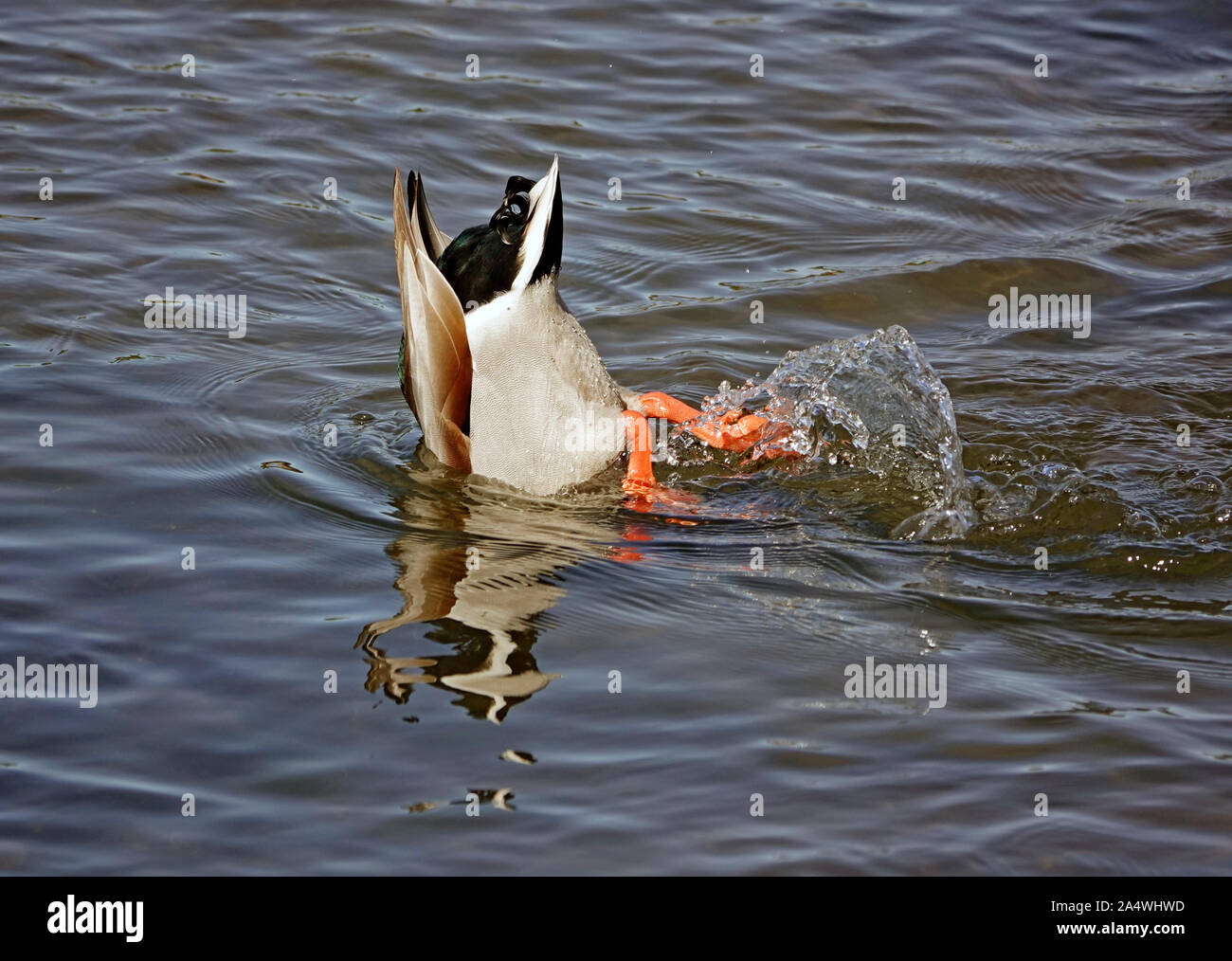 Bottom feeding hi-res stock photography and images - Alamy