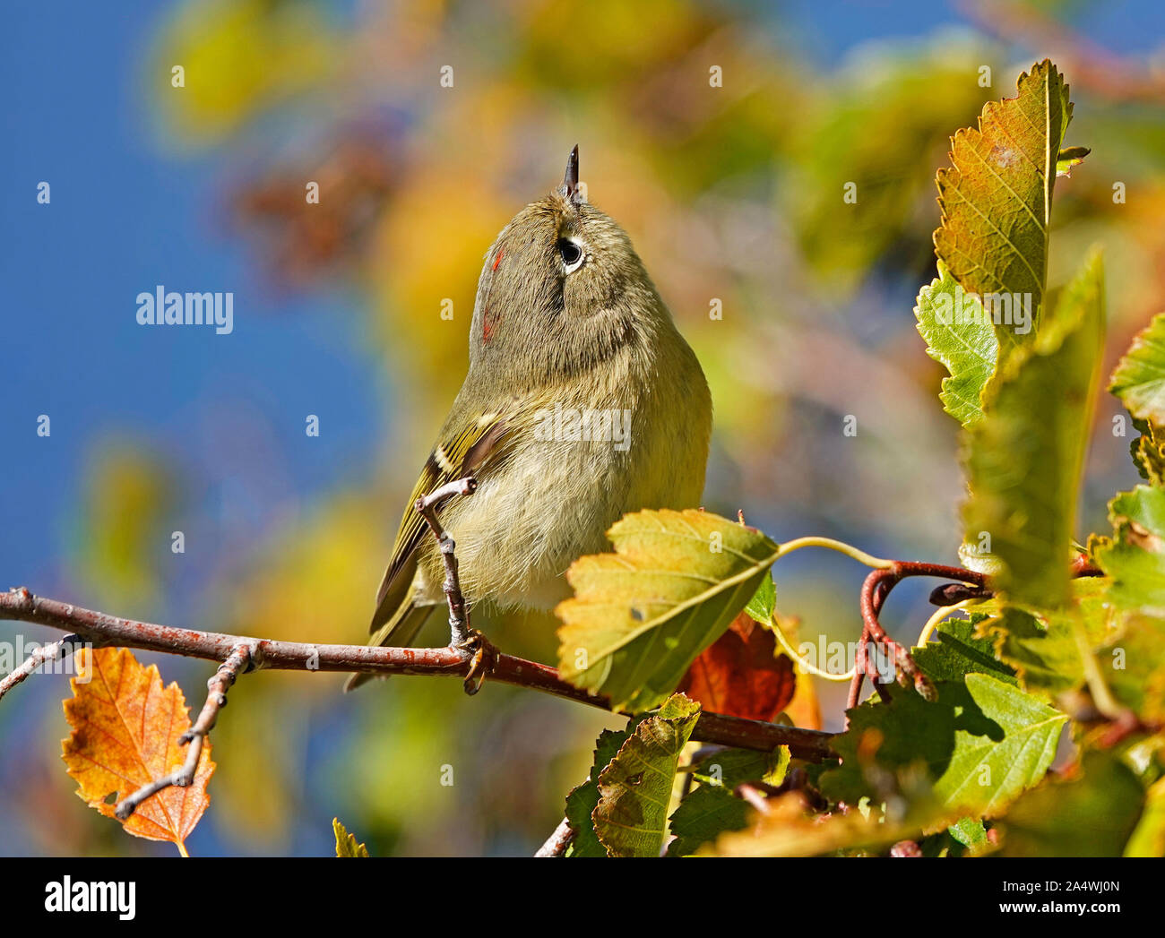 Petechia hi-res stock photography and images - Alamy