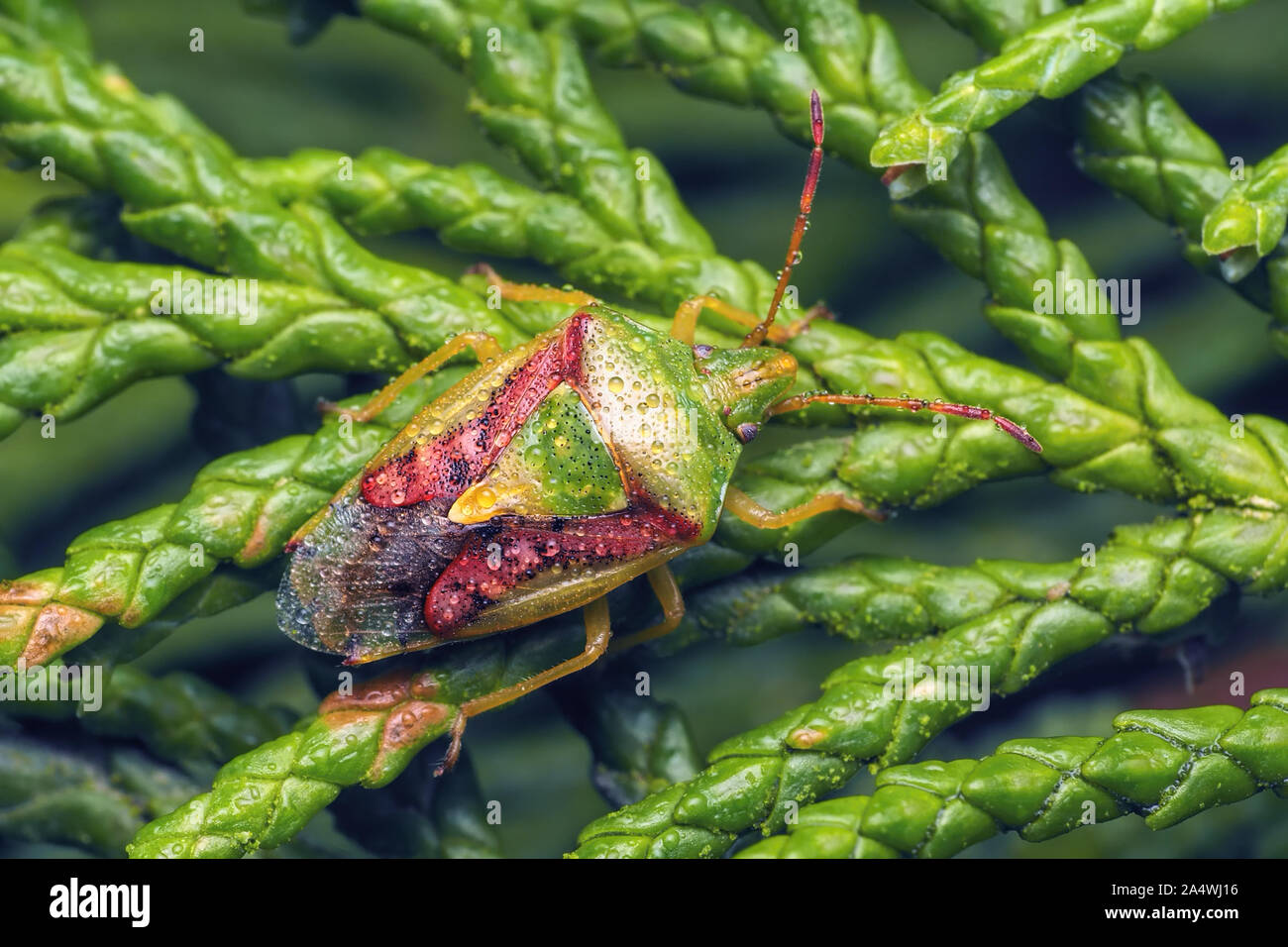 Juniper Shieldbug (Cyphostethus tristriatus) on Lawson's cypress tree ...