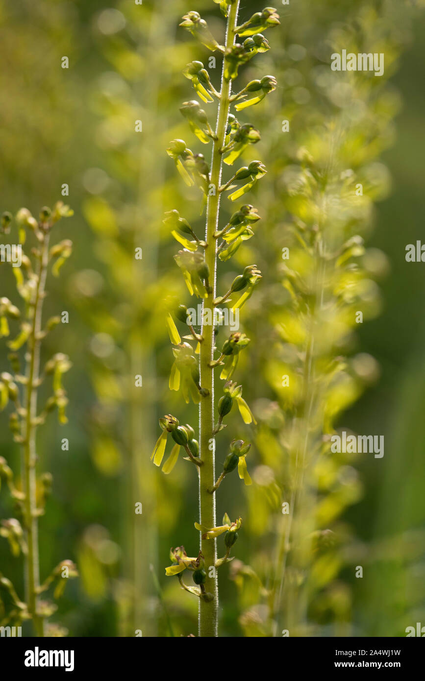 Common Twayblade, Orchid, Neottia ovata, Stoneless & Pegwell Bay Nature ...