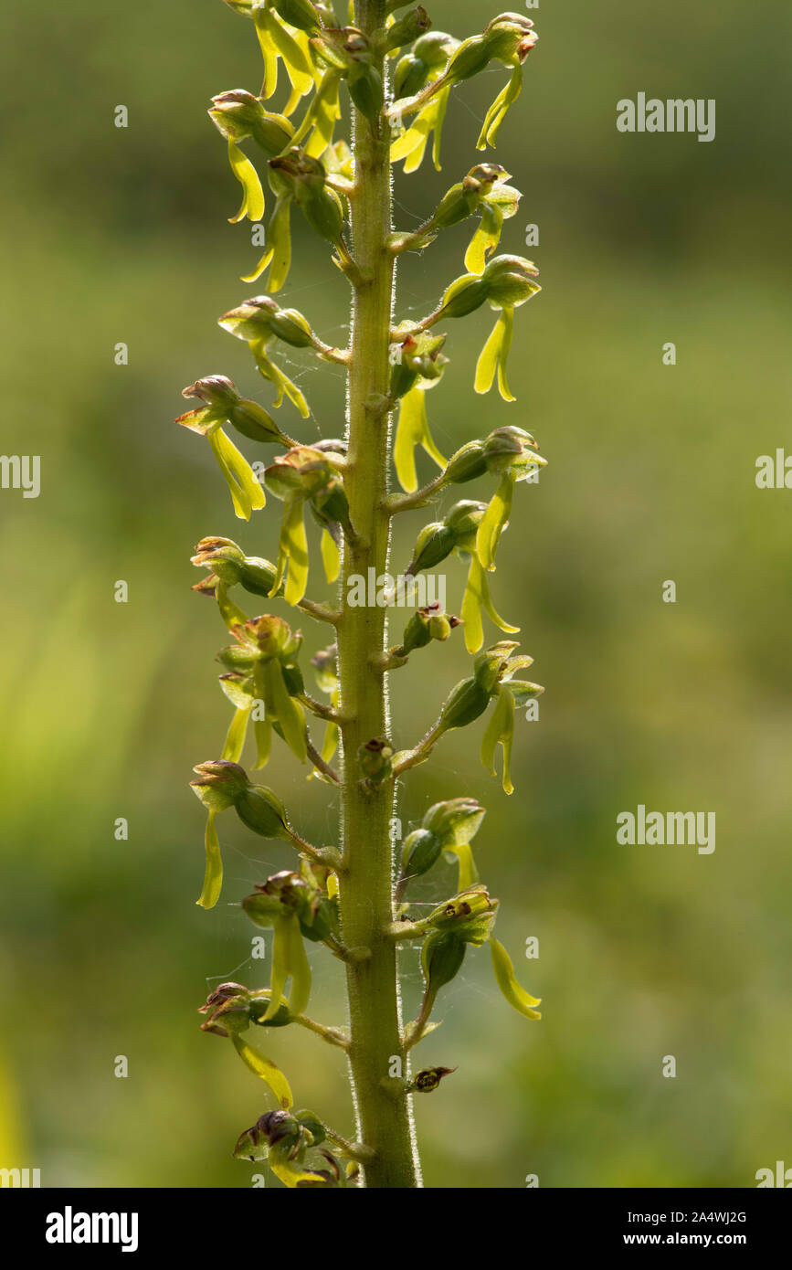 Common Twayblade, Orchid, Neottia ovata, Stoneless & Pegwell Bay Nature ...