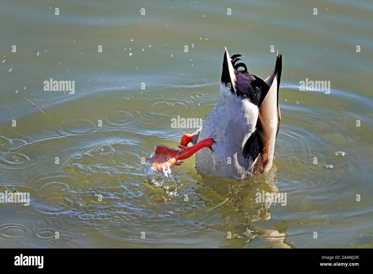 Portrait of a male or drake mallard duck, Anas platyrhynchos, bottom ...