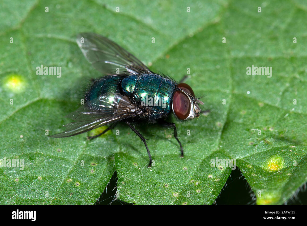 Lucilia sericata with red eyes hi-res stock photography and images - Alamy