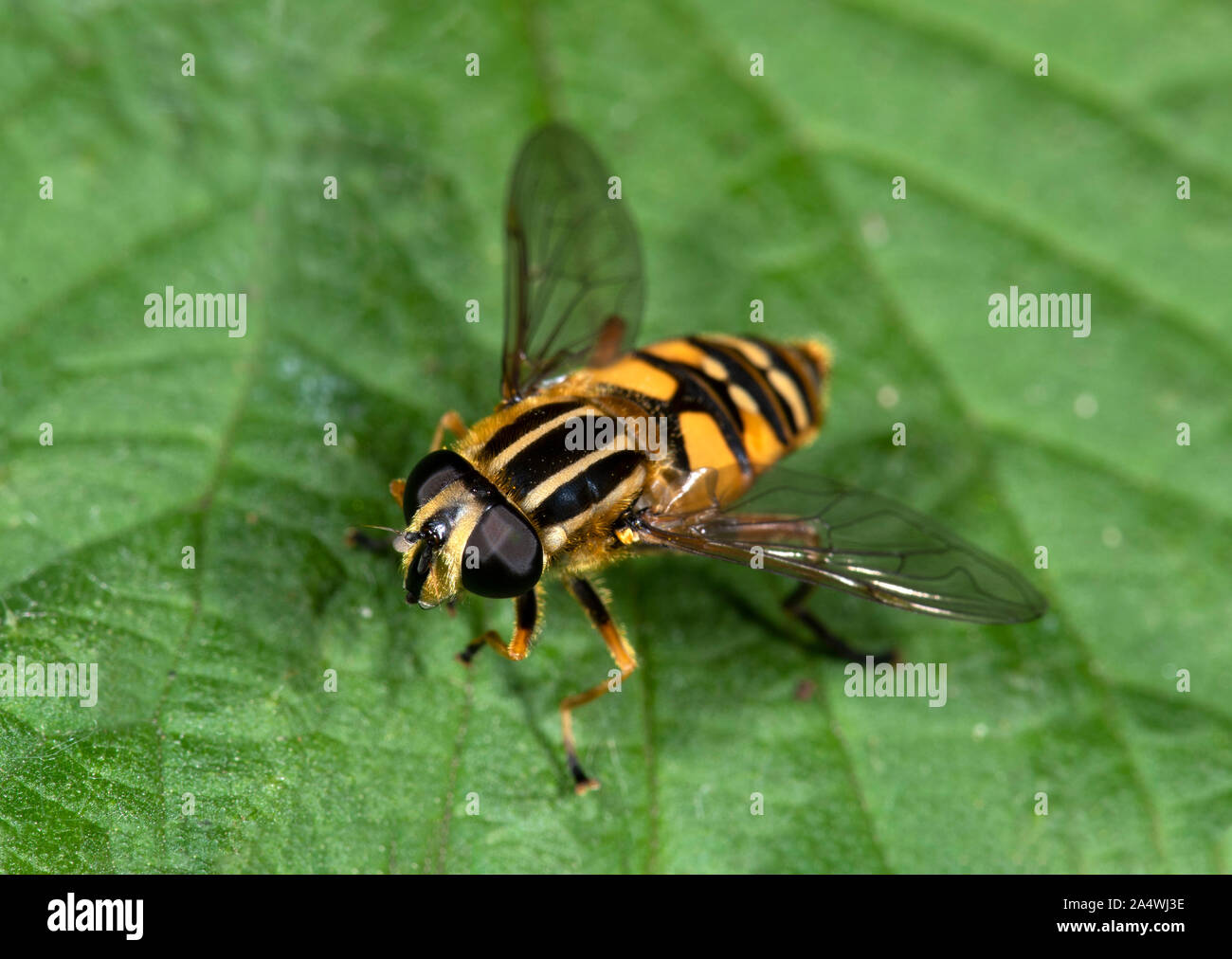 Uk wild insects hi-res stock photography and images - Alamy
