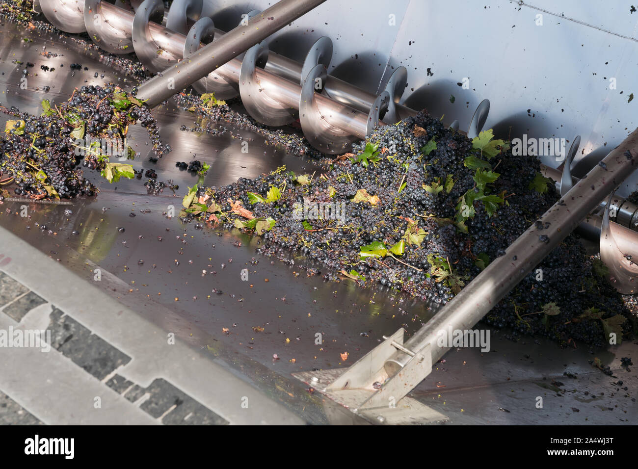 Primitivo grape in destemmer in a winery, production of red wine ...