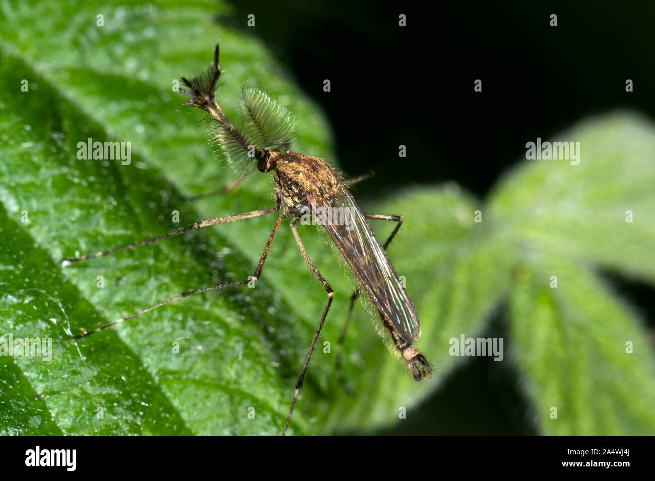Culiseta annulata hi-res stock photography and images - Alamy