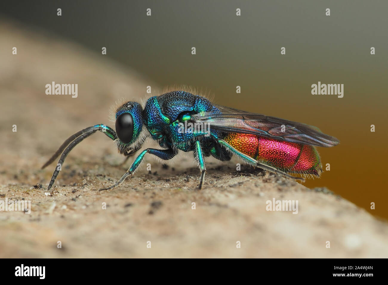 Ruby-tailed Wasp at rest on wooden plank. Tipperary, Ireland Stock ...