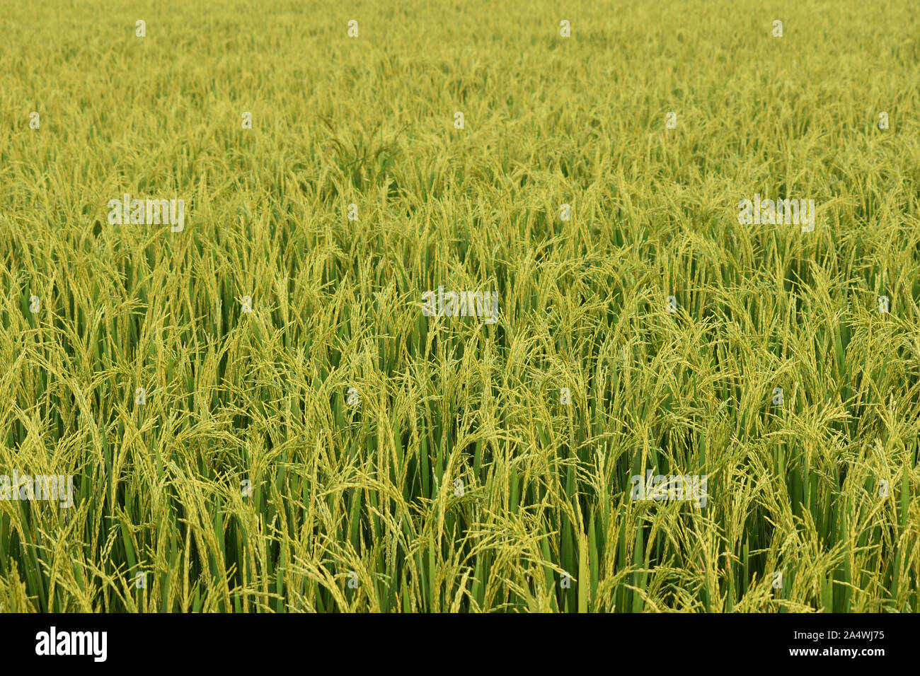 paddy power on out door Stock Photo - Alamy