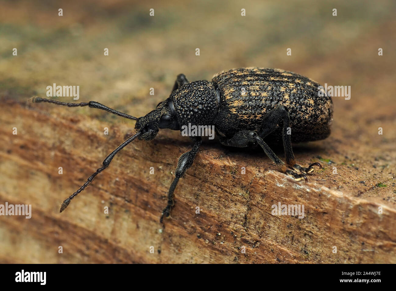 Vine weevil hi-res stock photography and images - Alamy