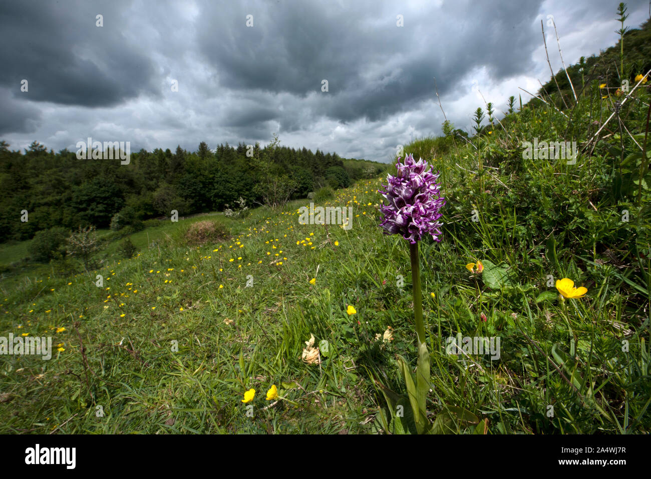 Chalkland plants hi-res stock photography and images - Alamy