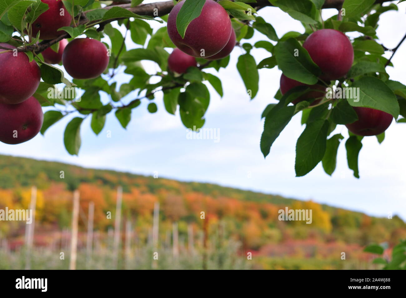 Fall landscape in Quebec Stock Photo - Alamy
