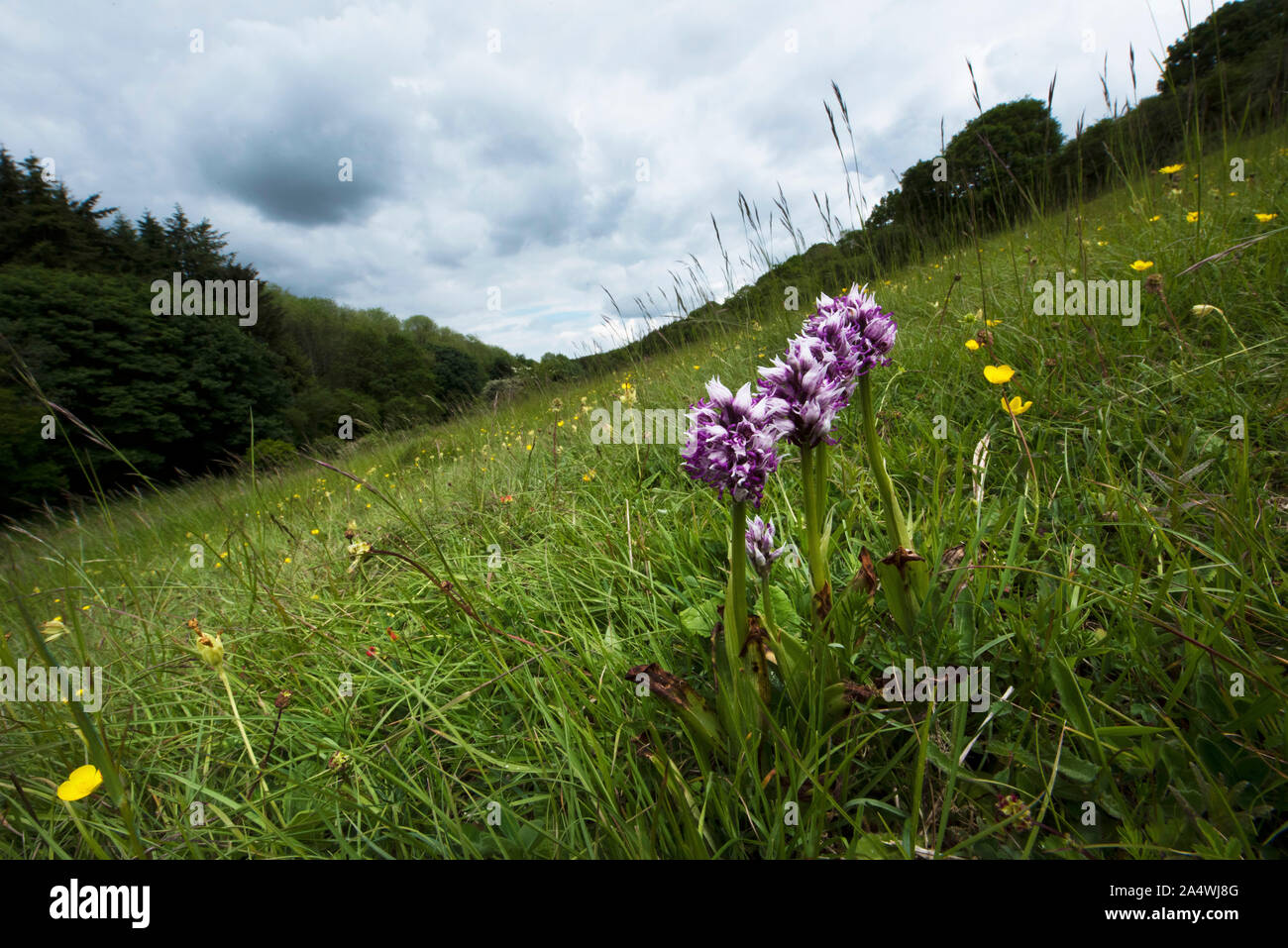 Monkey Orchid, Orchis simia, Wide Angle showing chalkland grassland ...
