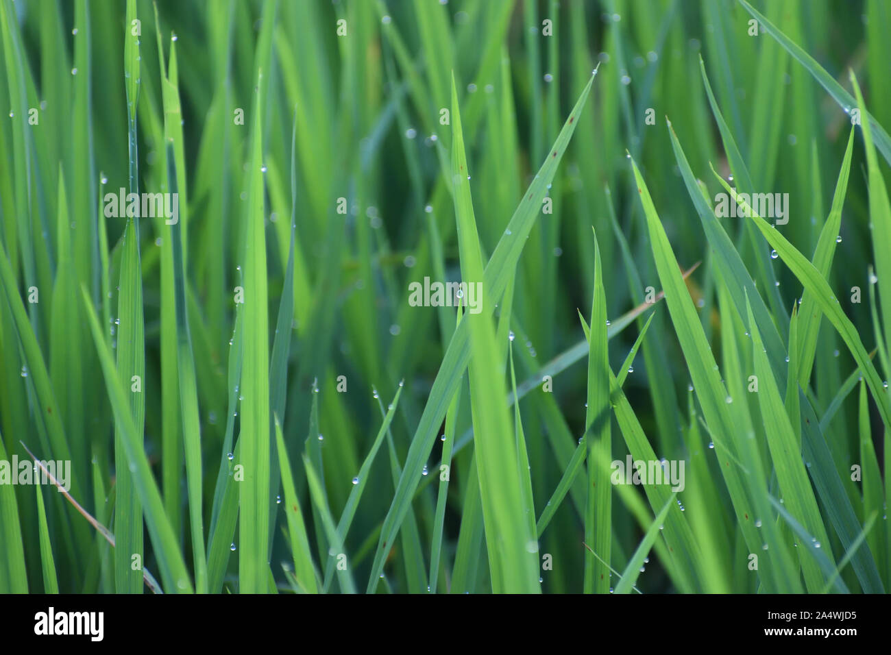 Leaf of paddy hi-res stock photography and images - Alamy