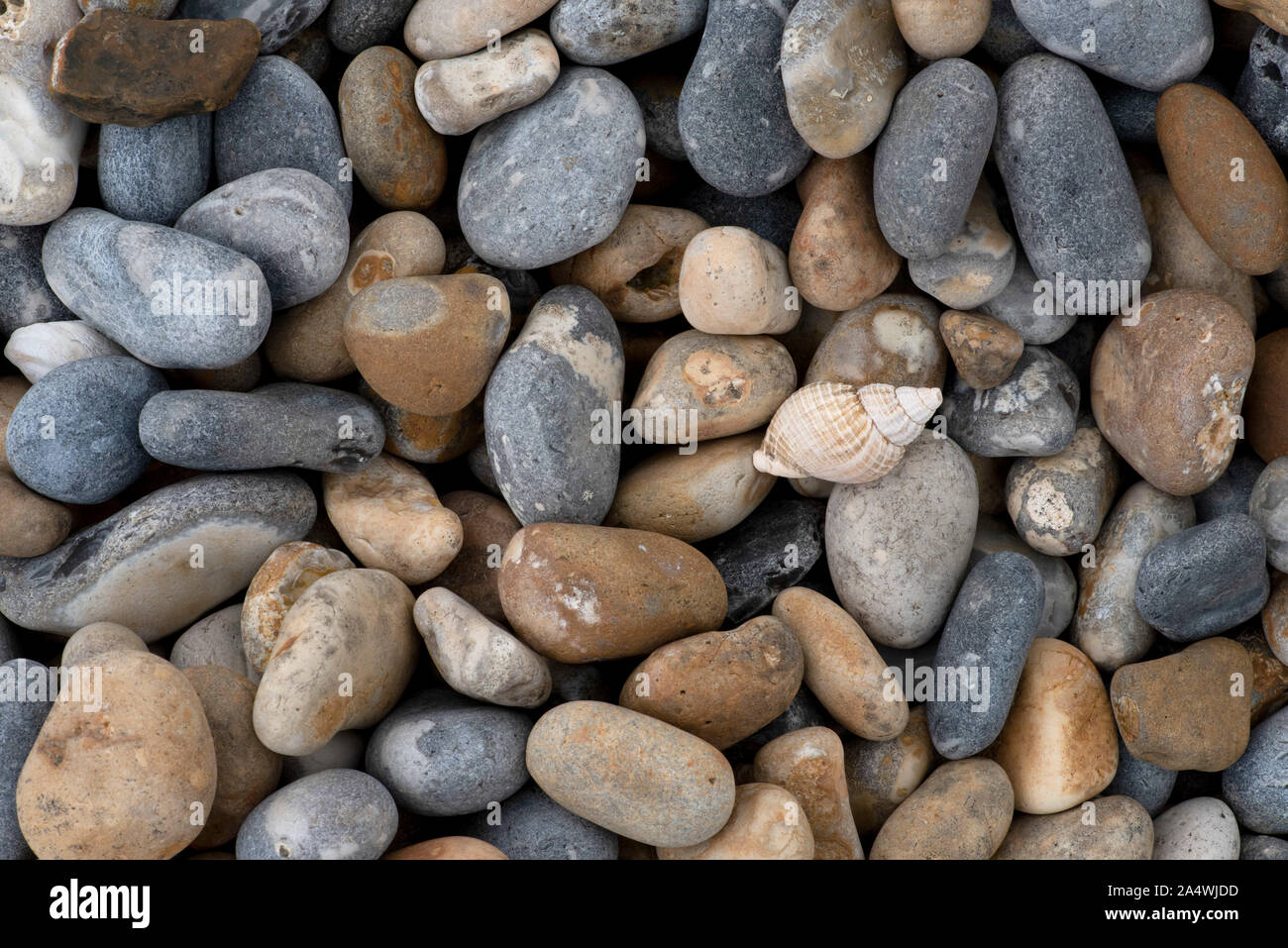 Shell on pebble beach, Sandwich, Kent UK Stock Photo - Alamy