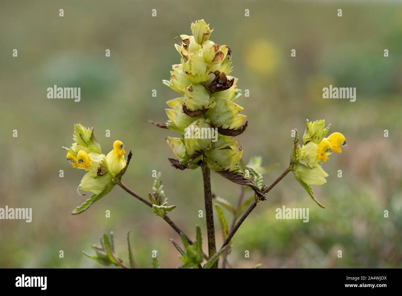 Yellow Rattle Flower, Rhinanthus minor, Sandwich, Kent UK, hemi ...