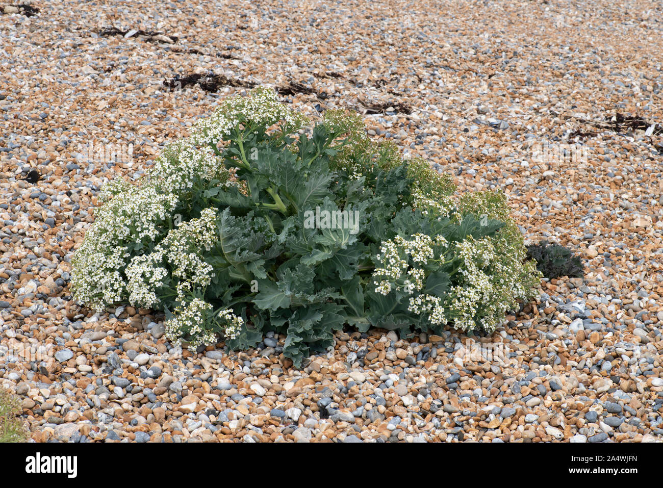 Pebble plant hi-res stock photography and images - Alamy