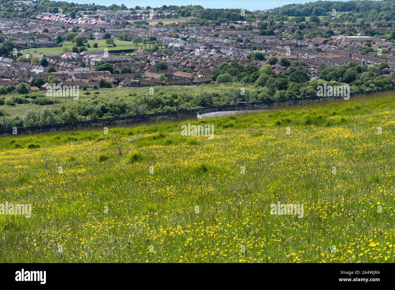 Meadow landscape in summer hi-res stock photography and images - Alamy