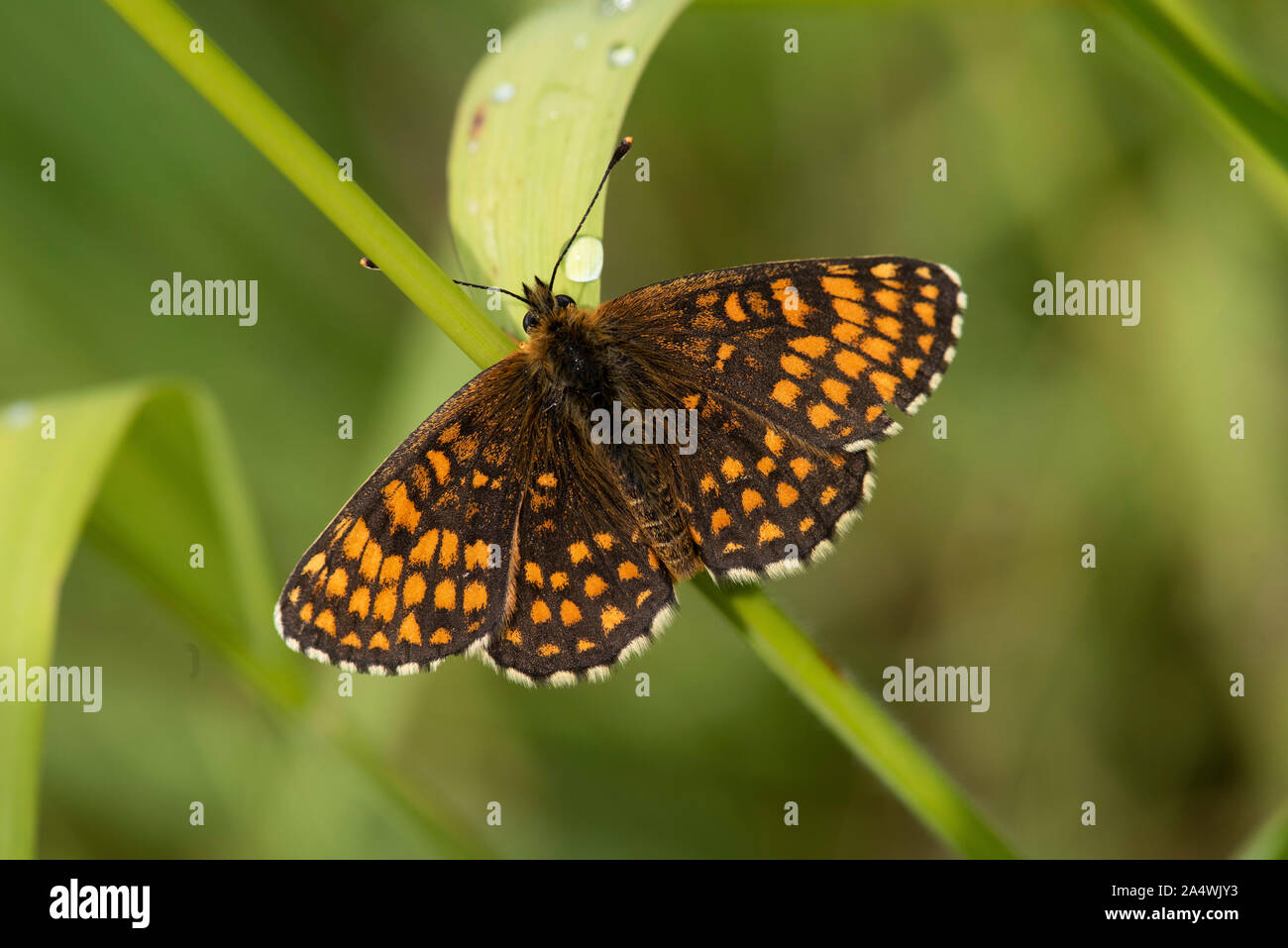 One uk rarest butterflies hi-res stock photography and images - Alamy