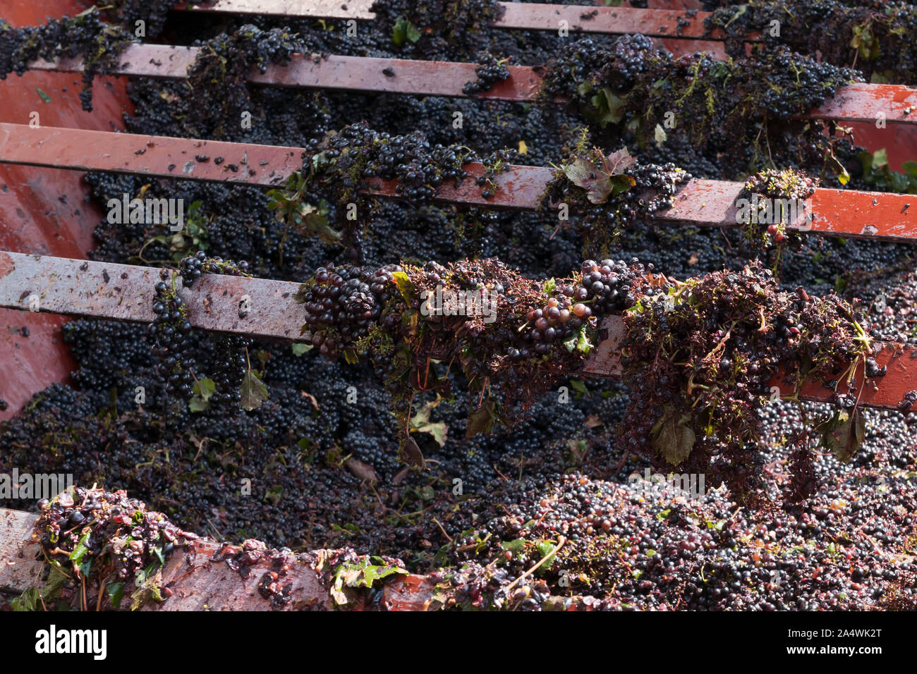 Primitivo grape in destemmer in a winery, production of red wine ...