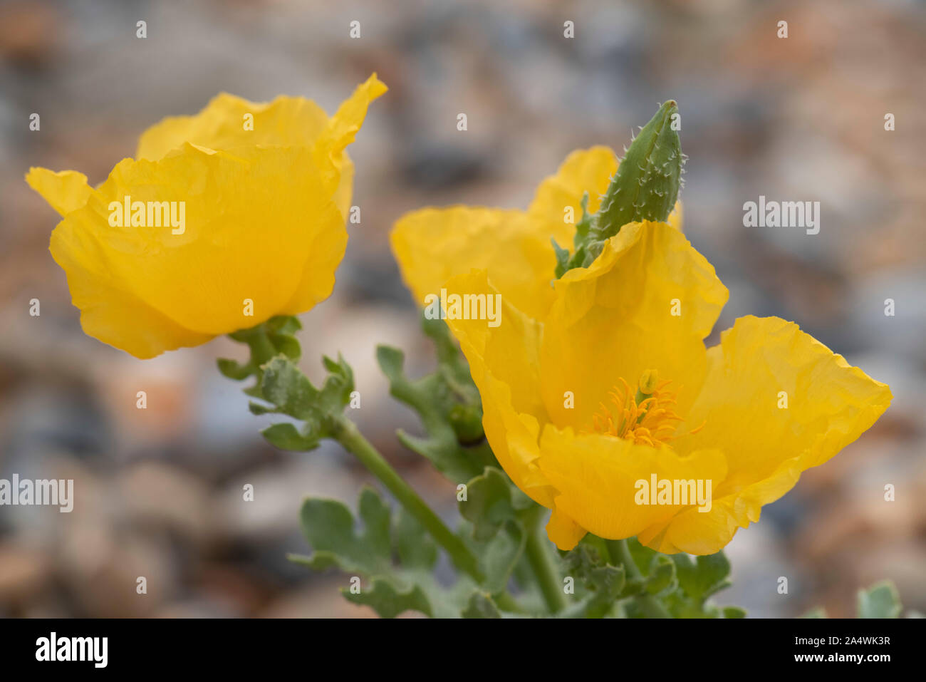 Horned Poppy Flower, Glaucium flavum ( yellow hornpoppy, sea-poppy or ...