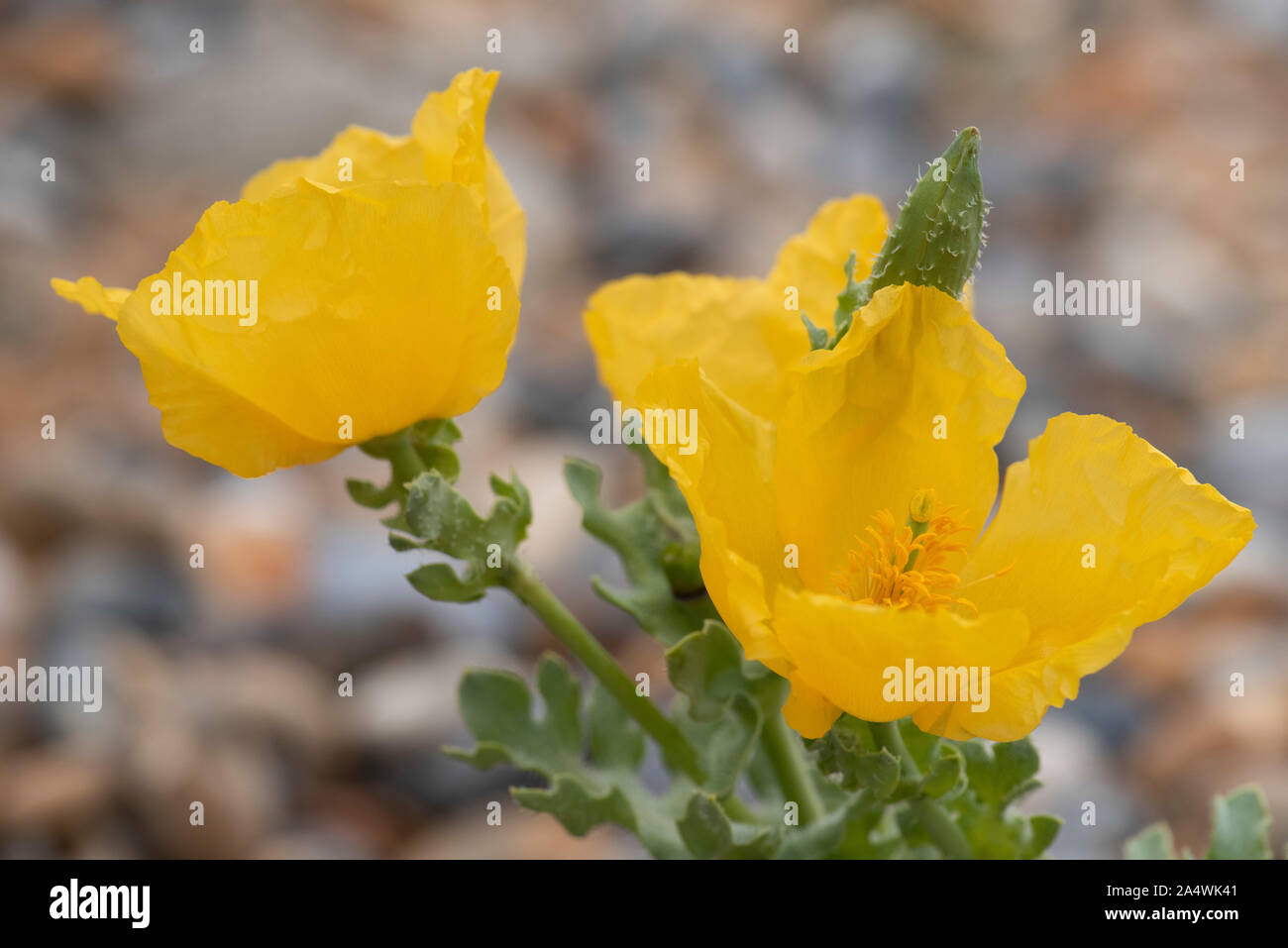 Horned Poppy Flower, Glaucium flavum ( yellow hornpoppy, sea-poppy or ...