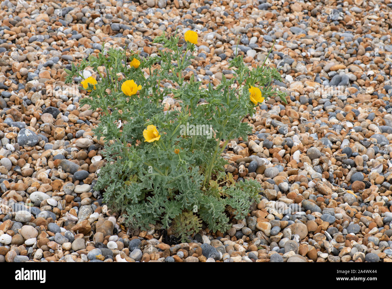 Whole plant hi-res stock photography and images - Alamy