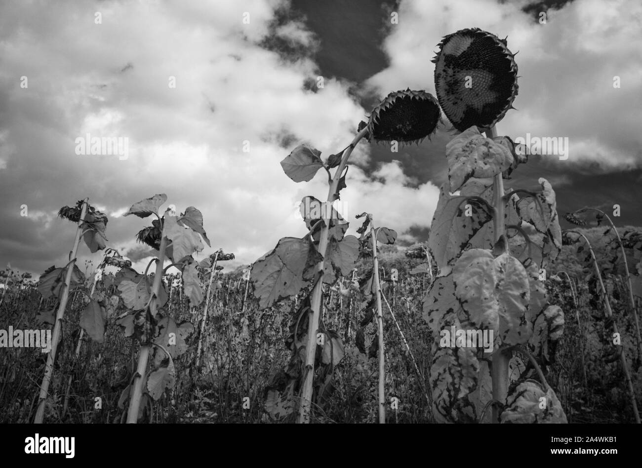 Close-up Detail of Dried Ripe Sunflowers, Sunflower Field in rural ...