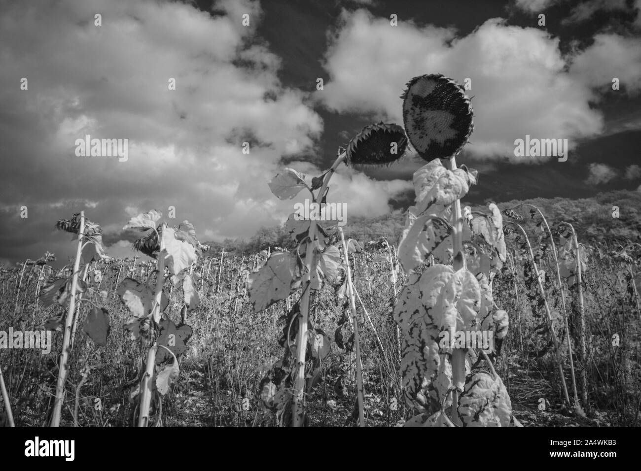 Close-up Detail of Dried Ripe Sunflowers, Sunflower Field in rural ...