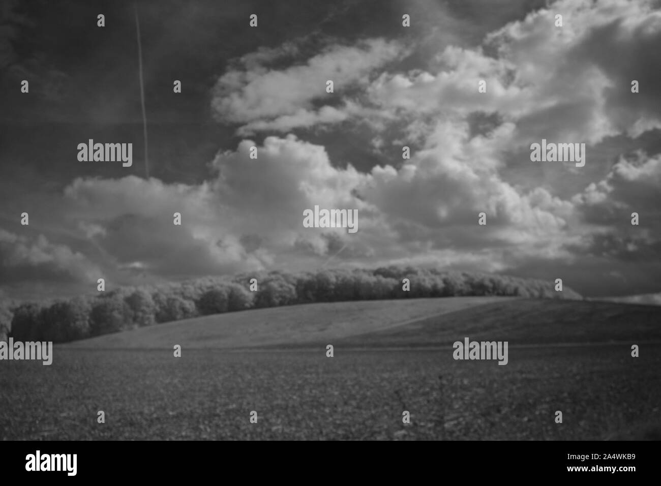 Close-up Detail of Dried Ripe Sunflowers, Sunflower Field in rural ...
