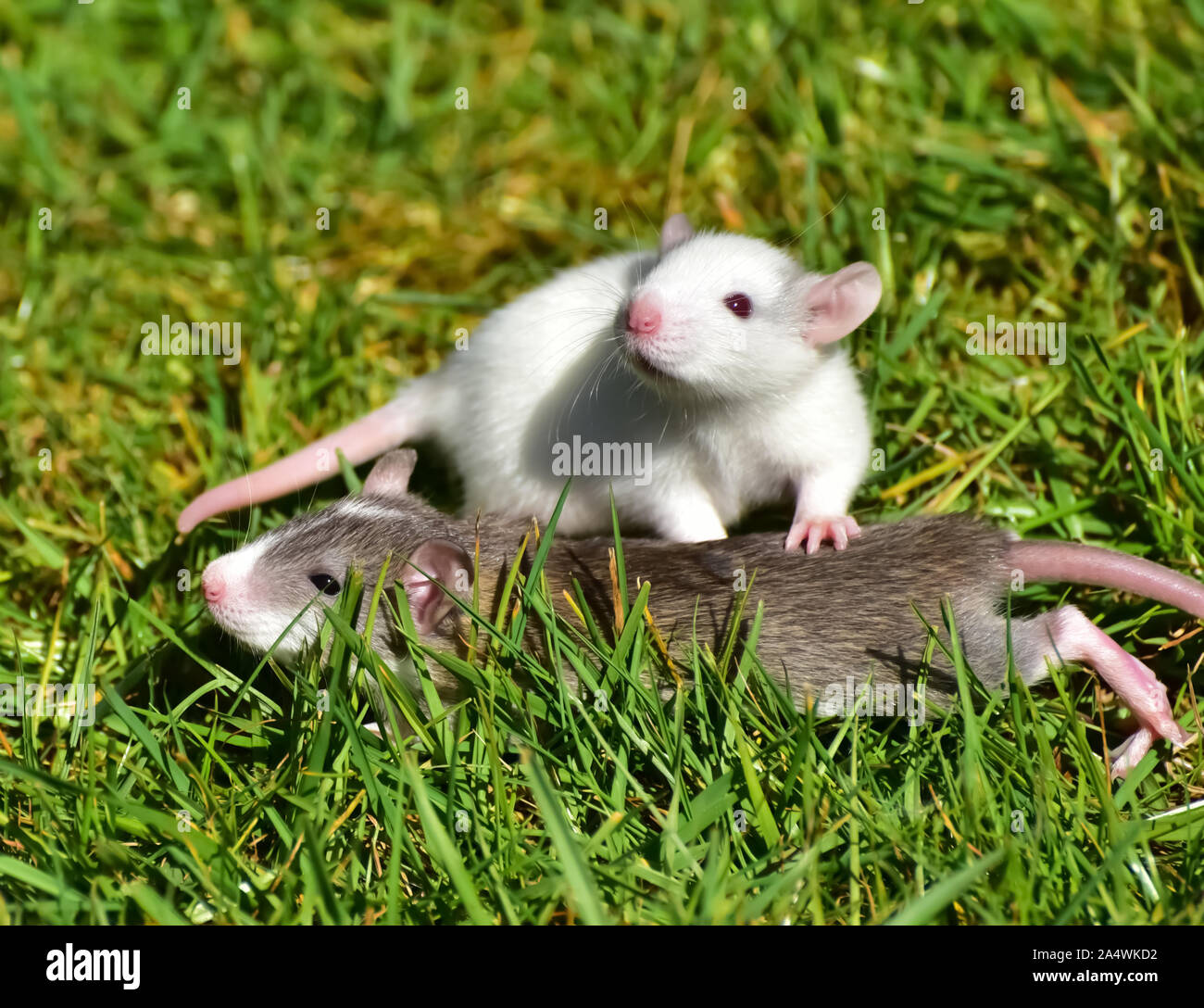 Cursor Mouse High Resolution Stock Photography and Images - Alamy