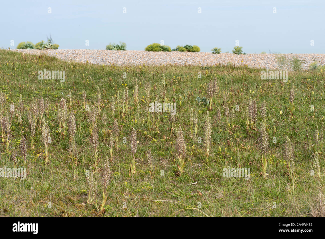 Lizard Orchid, Himantoglossum hircinum, Sandwich, Kent UK, green-white ...