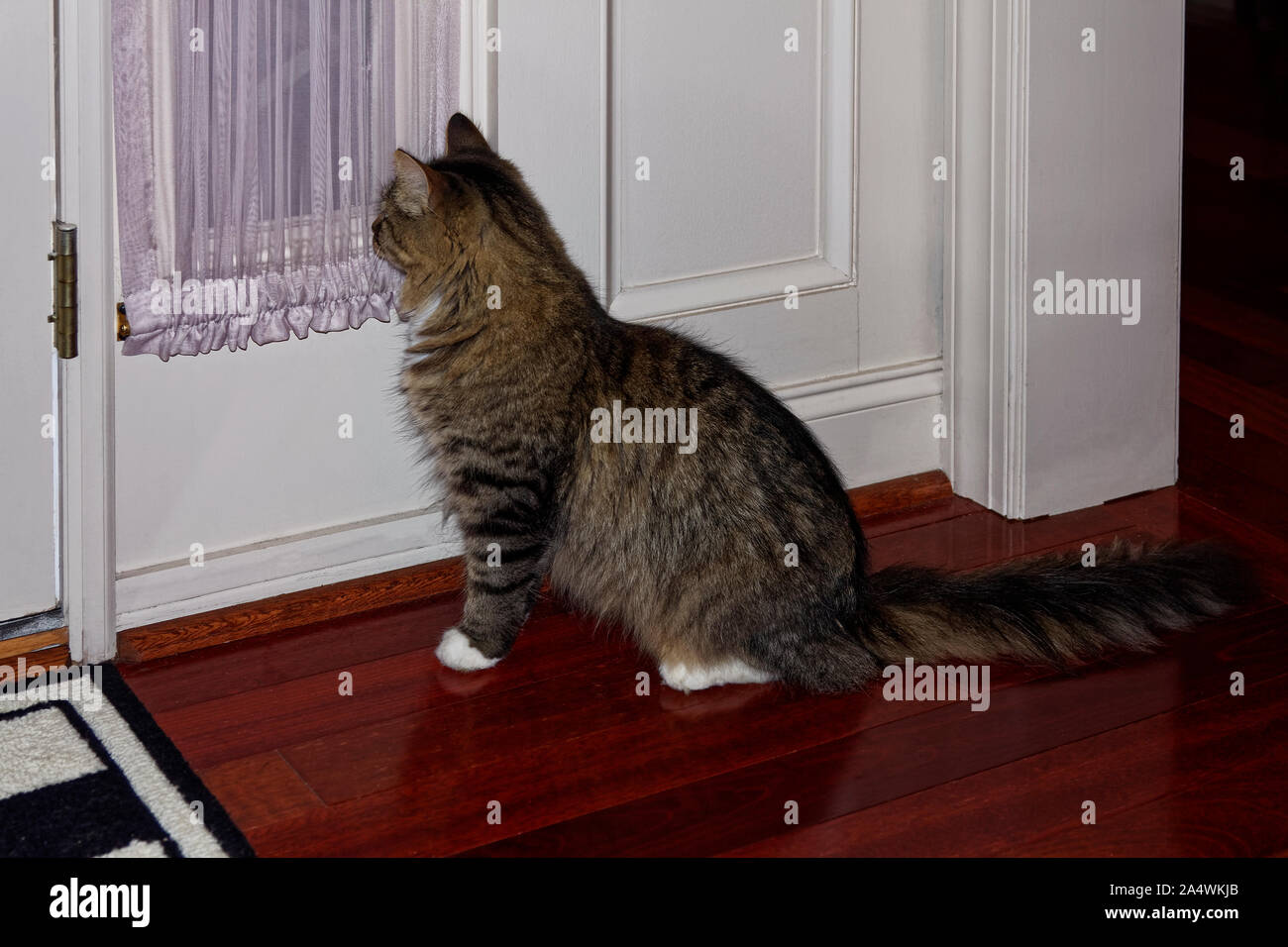 Tufted tail hi-res stock photography and images - Alamy