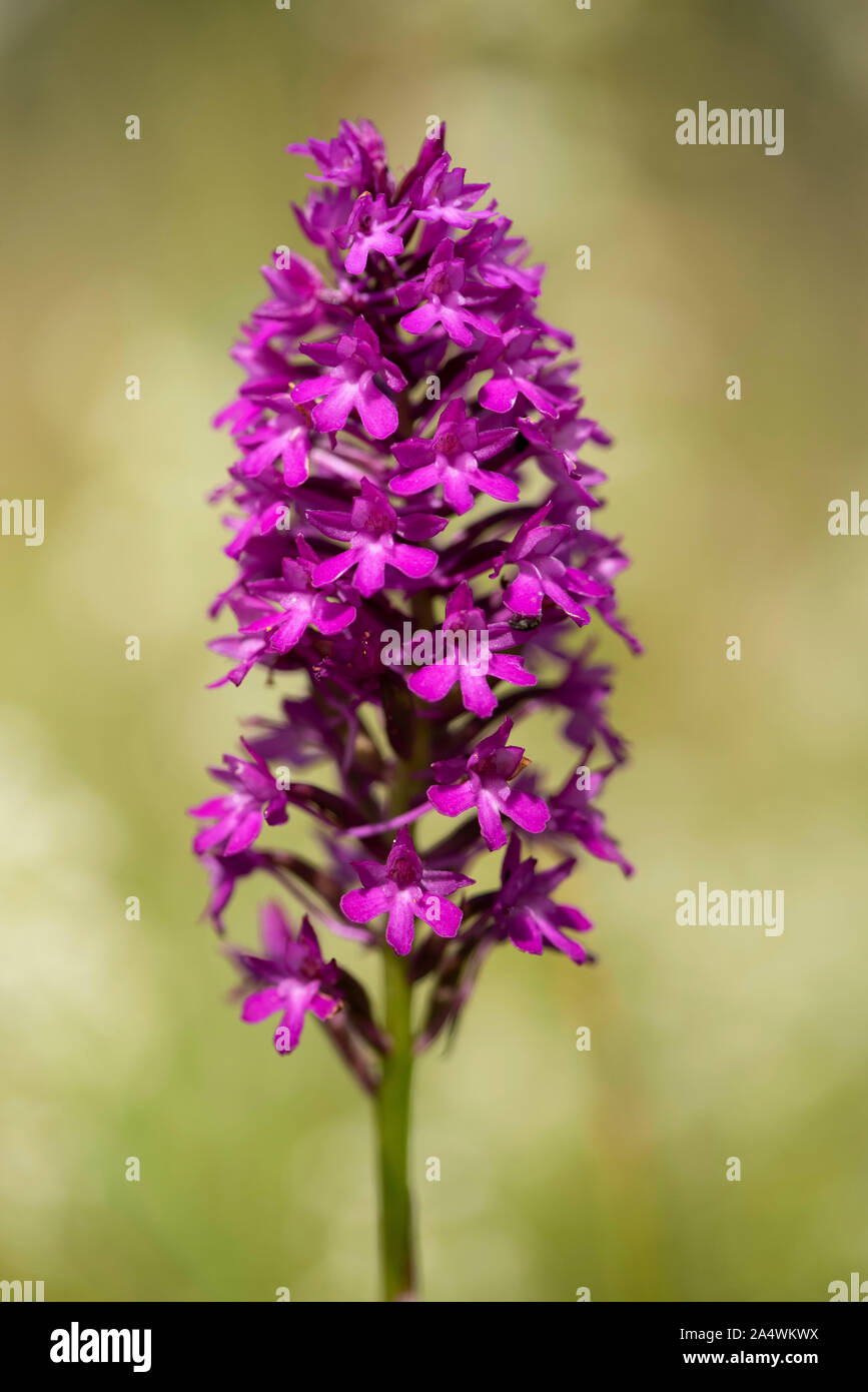 The pyramid orchid anacamptis pyramidalis hi-res stock photography and ...