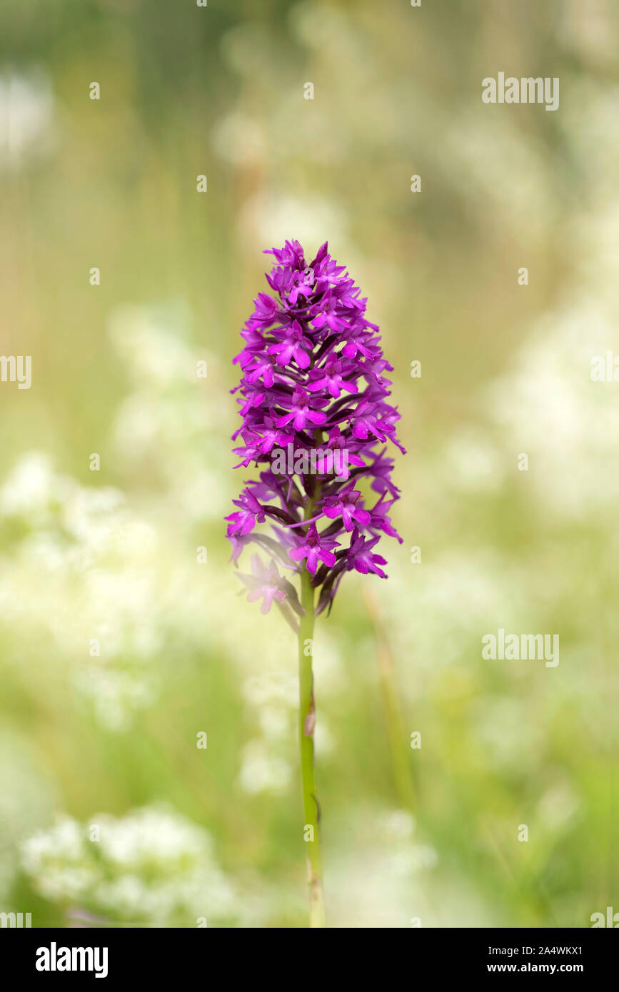 The pyramid orchid anacamptis pyramidalis hi-res stock photography and ...