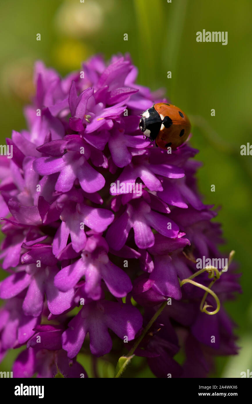 Ladybird on purple flower hi-res stock photography and images - Alamy