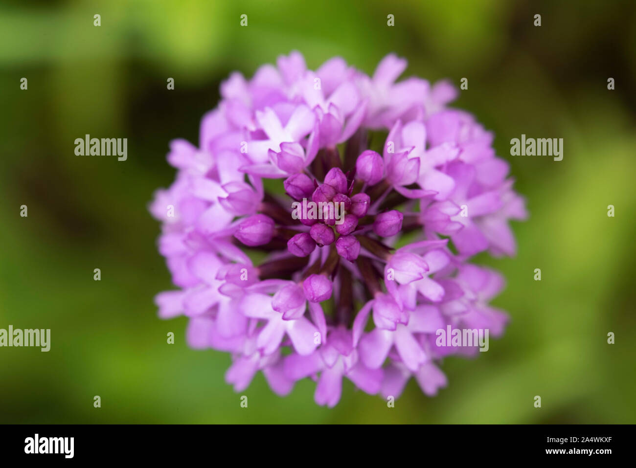 Flower pyramid flower pyramid hi-res stock photography and images - Alamy