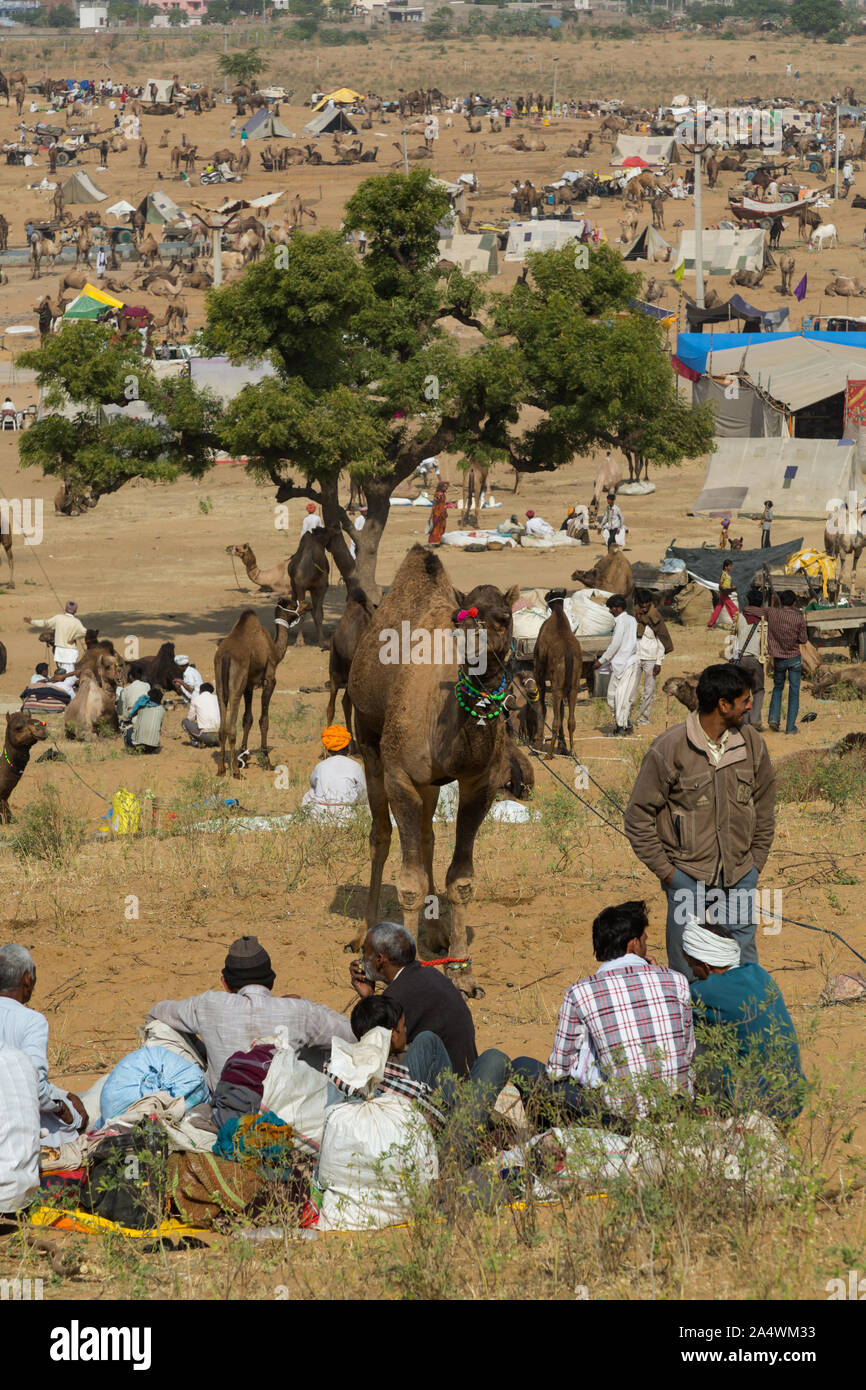 Pushkar Camel Fair Stock Photo - Alamy