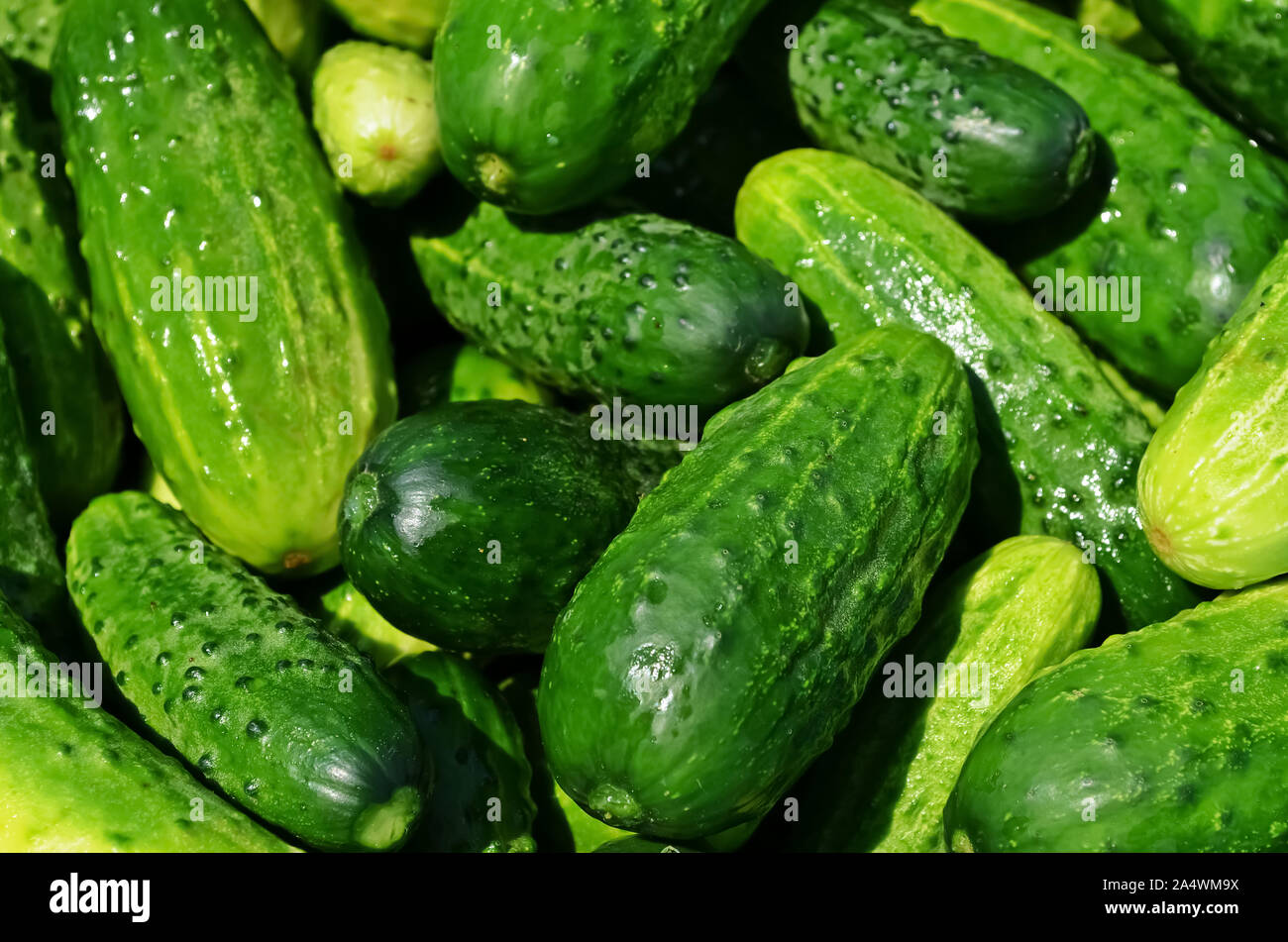 English Cucumber Cucumbers High Resolution Stock Photography and Images ...