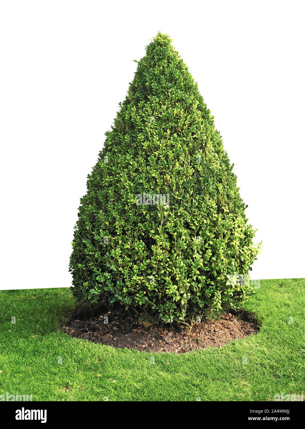 Boxwood wood hi-res stock photography and images - Alamy